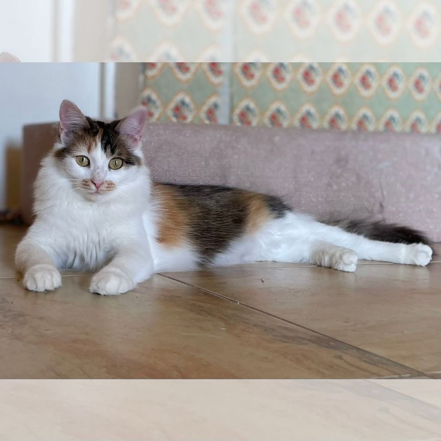 Трехцветная пушистая красавица кошка