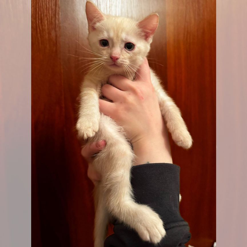 Сибирский котёнок