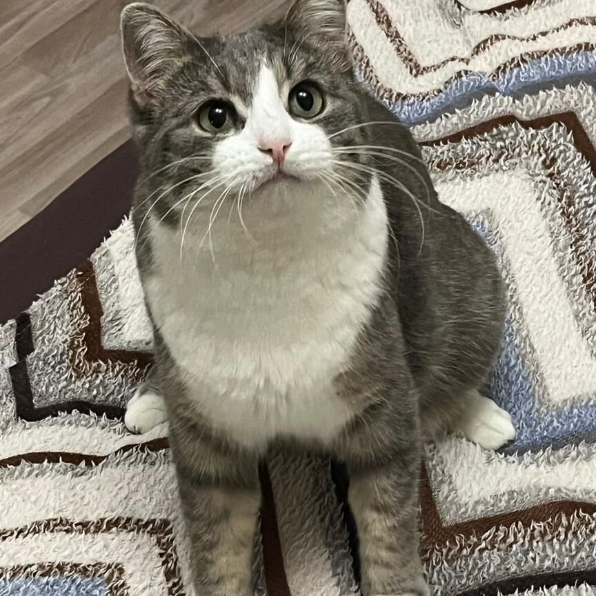 Кот