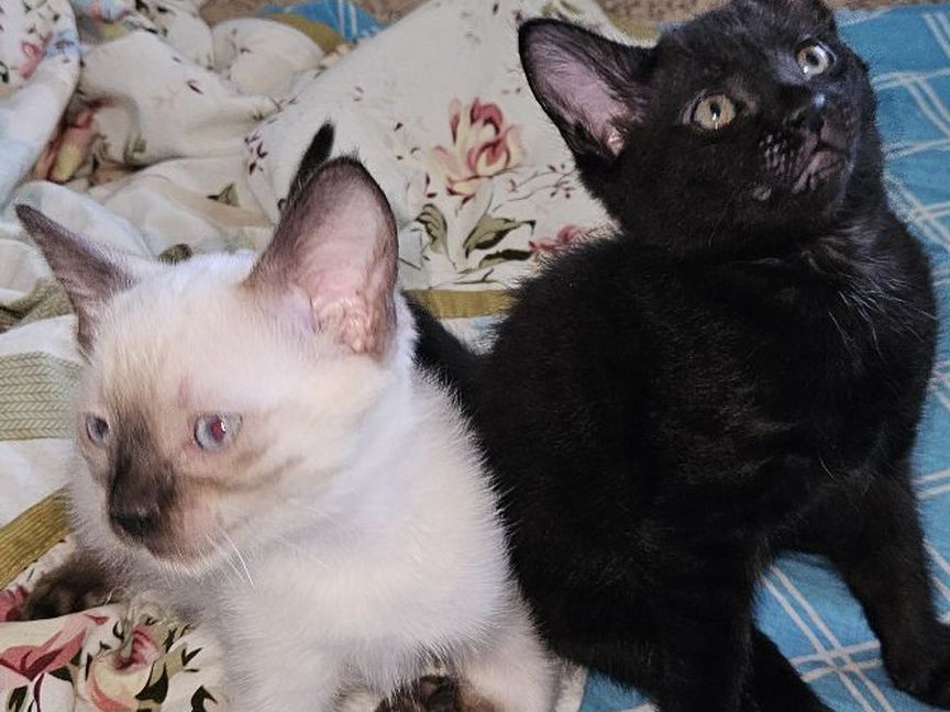 Бенгальские котята