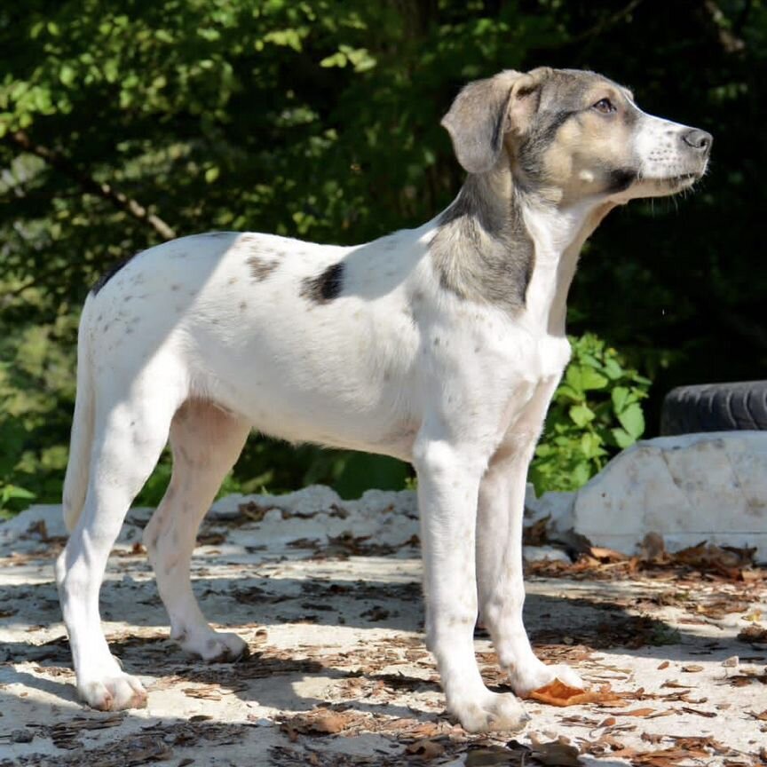 Щенки с доставкой