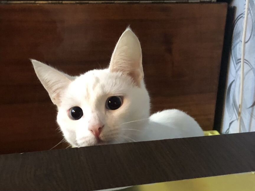 Котенок