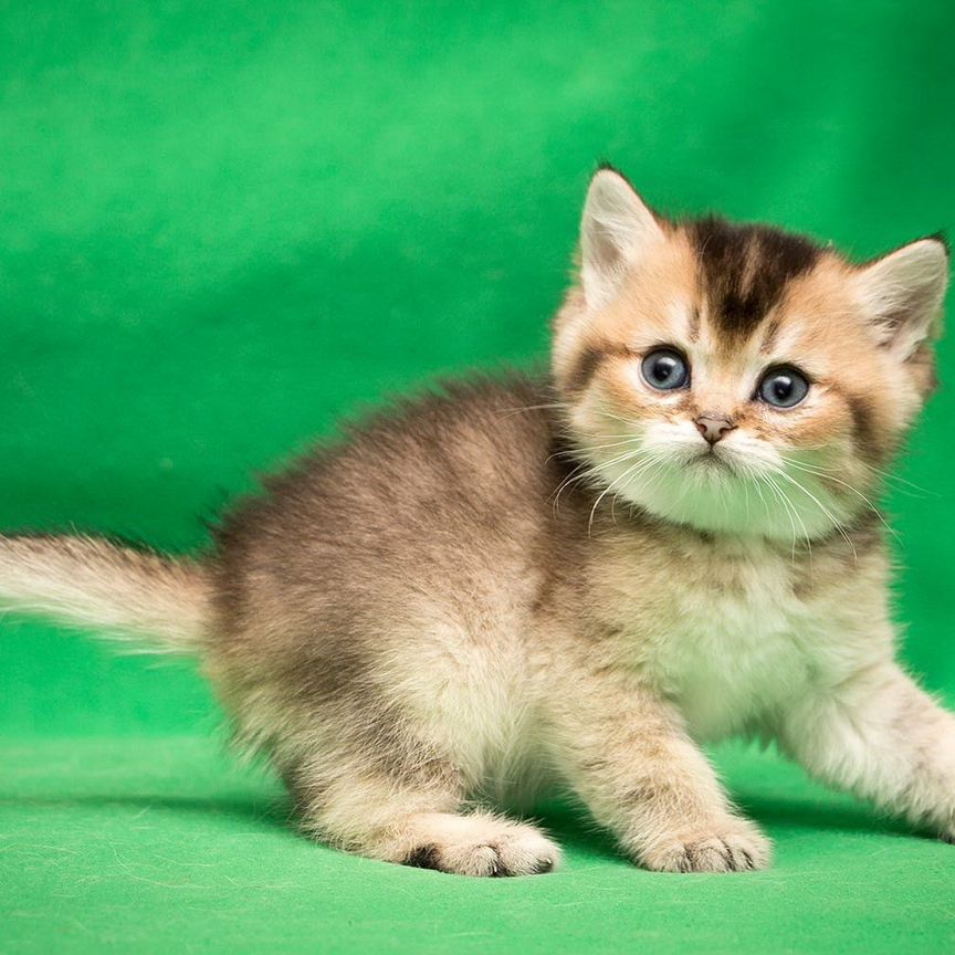 Британские котята