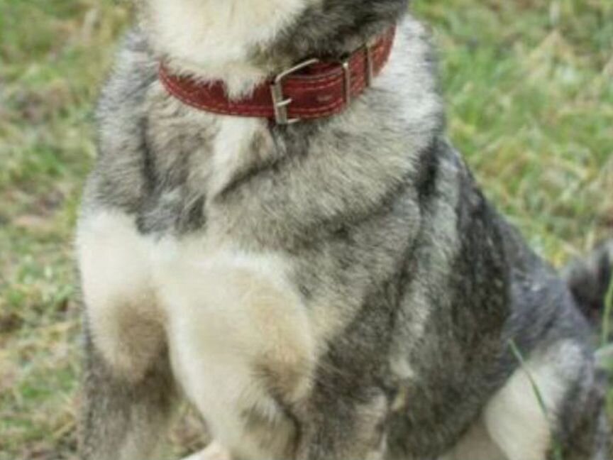 Очаровательный пёс Байкал