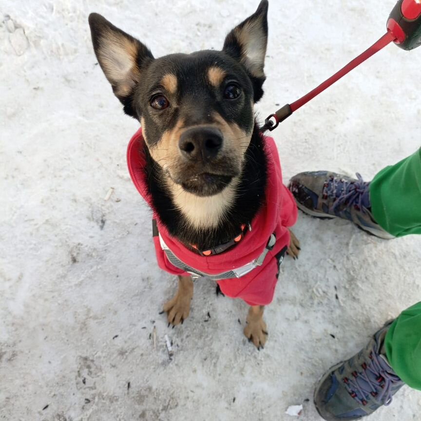 Собака в добрые руки