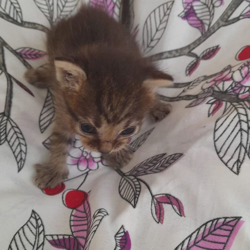 Котятки в добрые руки