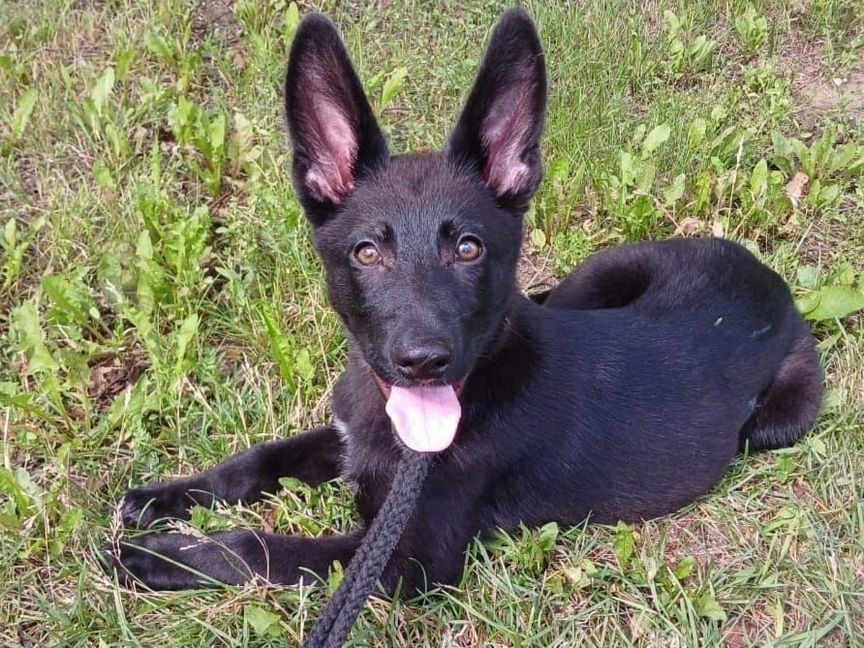 Щенок в добрые руки