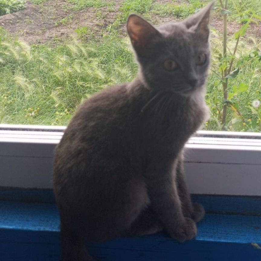 Русский голубой кот