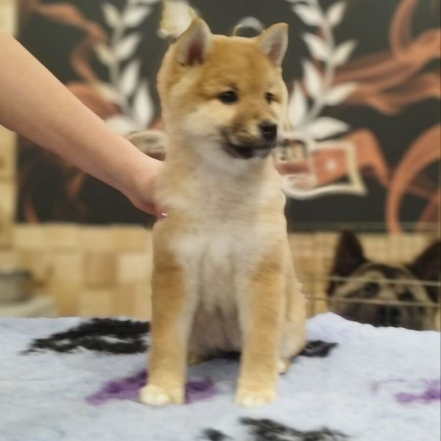 Щенок Сиба Ину