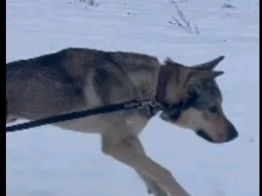 11 мес, крупный пёс