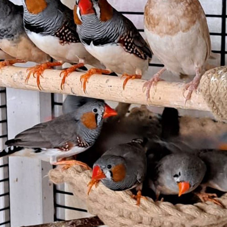 Зебровые амадины