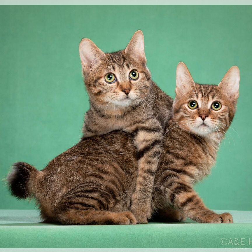 Котята Курильские бобтейлы
