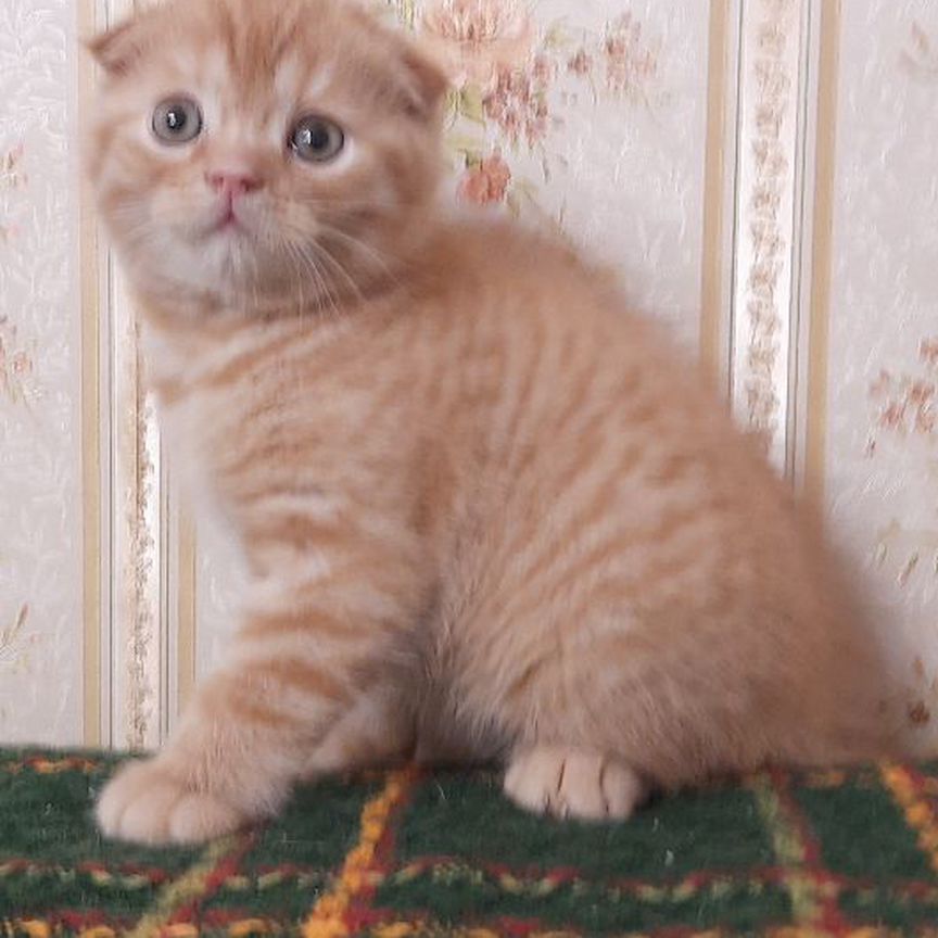 Красный вислоухий Шотландский котенок