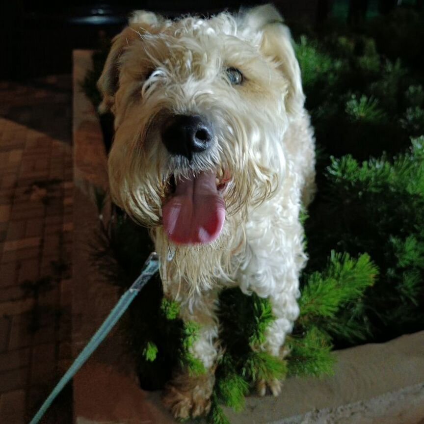 Ирландский мягкошерстный пшеничный терьер, взрослый пёс