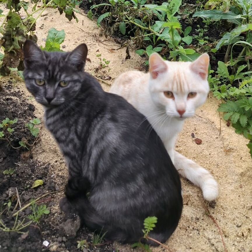 Отдам котенка в добрые руки