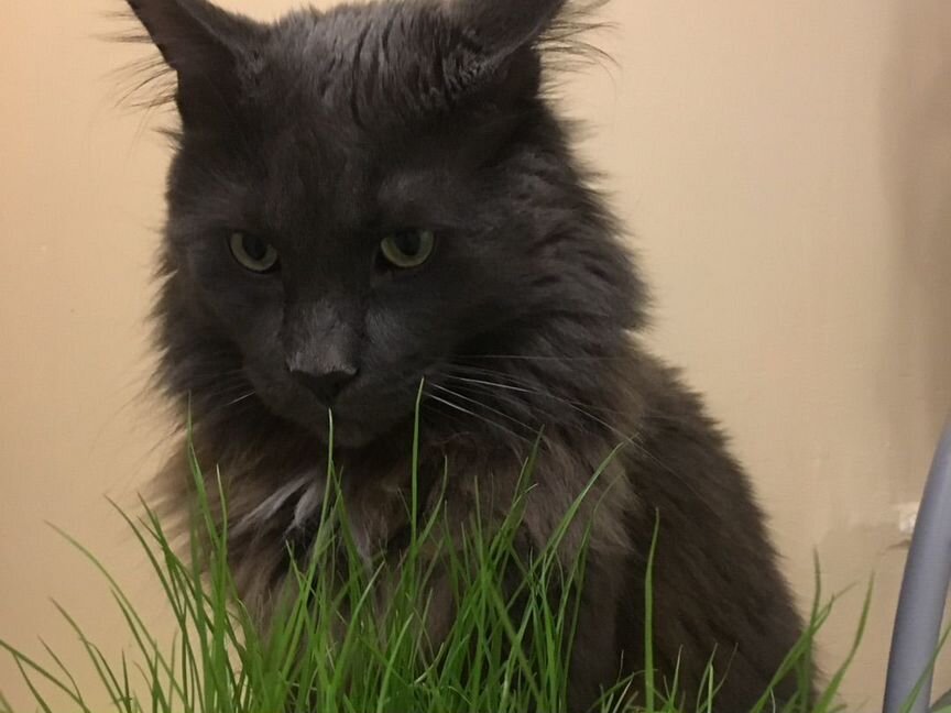 Кот породы Мейнкун