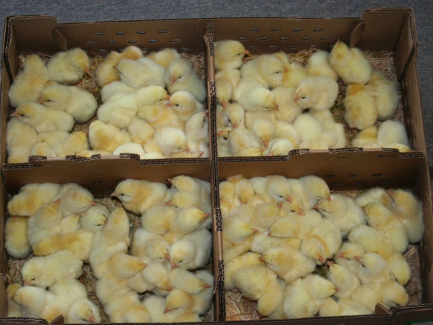 Цыплята бройлеры, индюшата