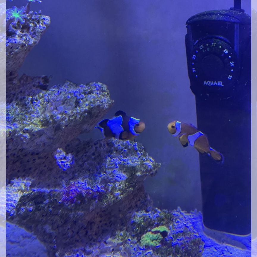 Оцеллярис рыба-клоун (пара)