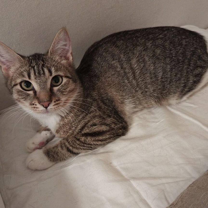 Европейский короткошёрстный котёнок