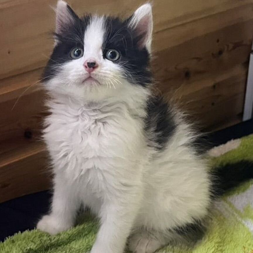 Котёнок в добрые руки