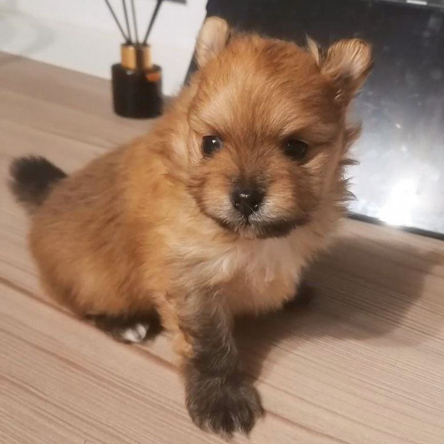 Щенки шпица мини мишка