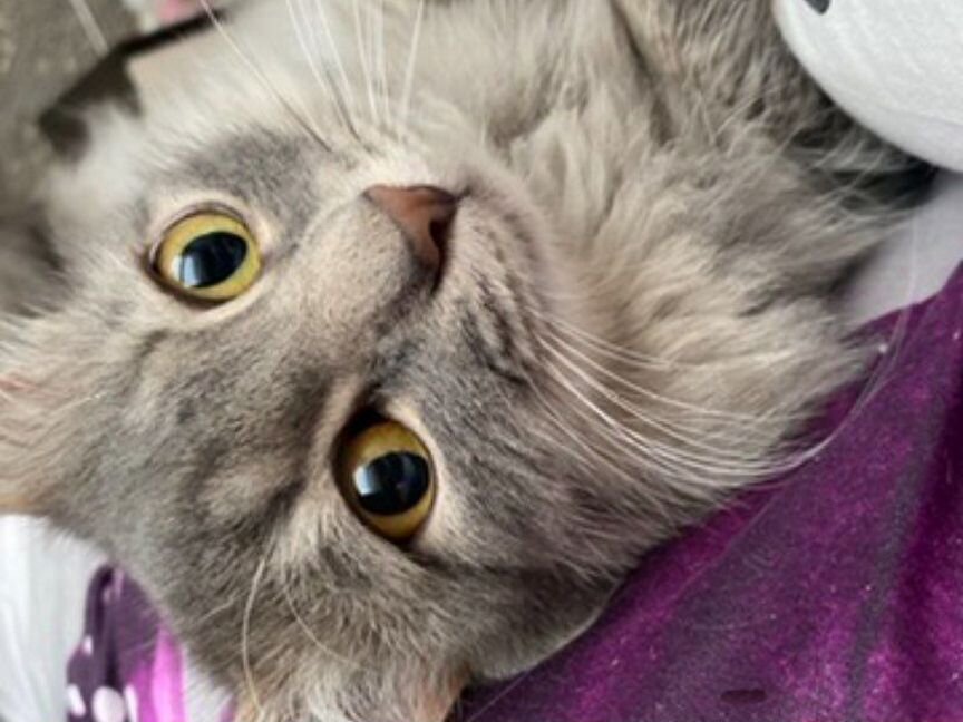 Отдам кота в добрые руки