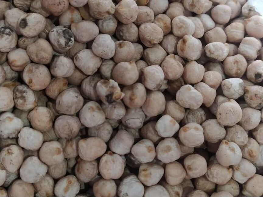 Нут кормовой