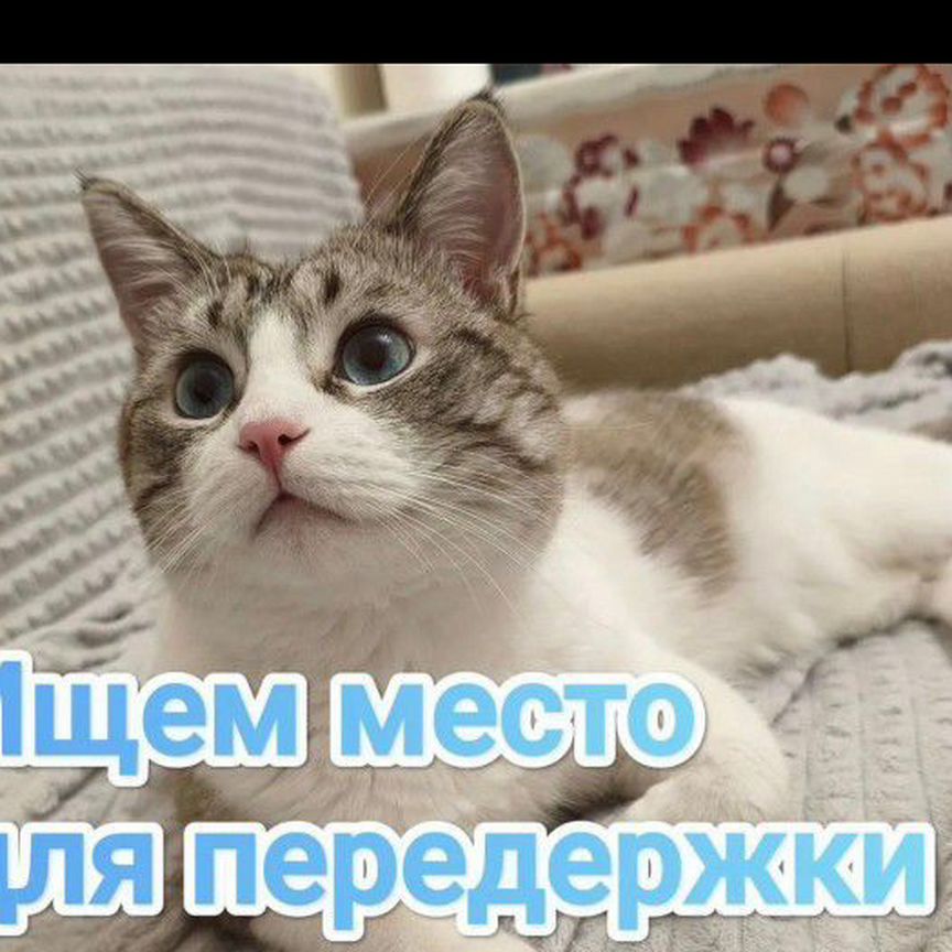 Взрослый кот в добрые руки