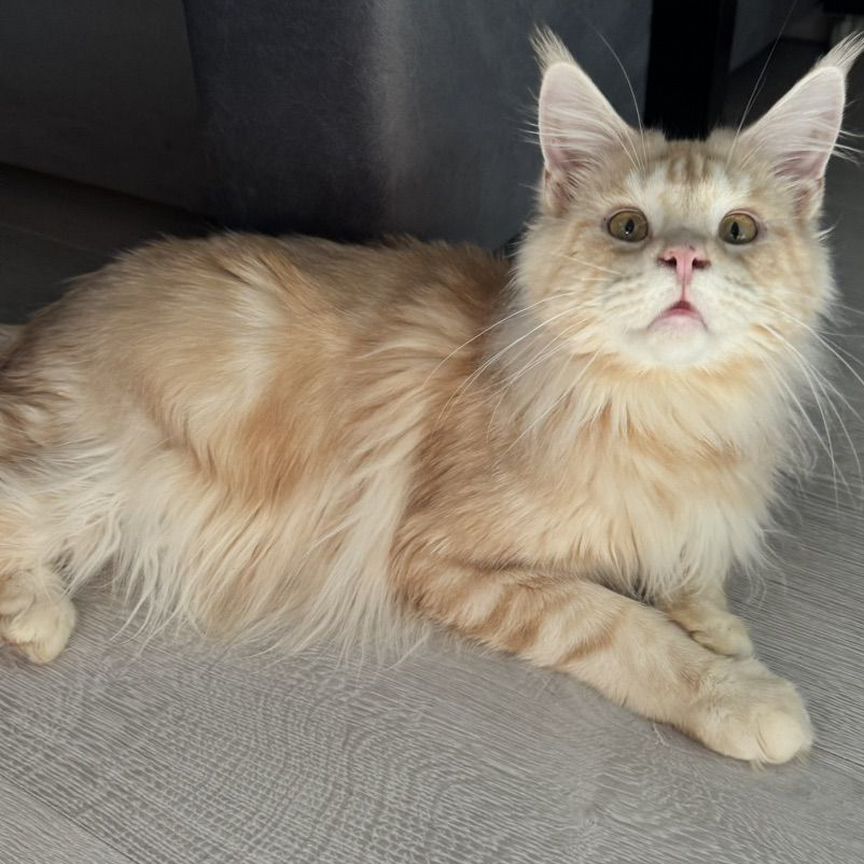 Мейн-кун котёнок