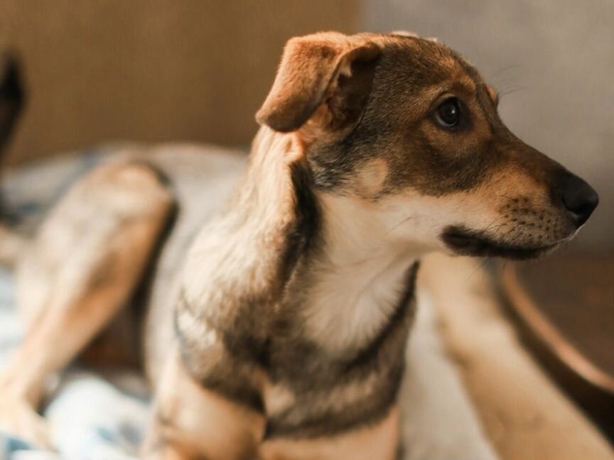 Лиза: ласковая, молодая / ищет дом