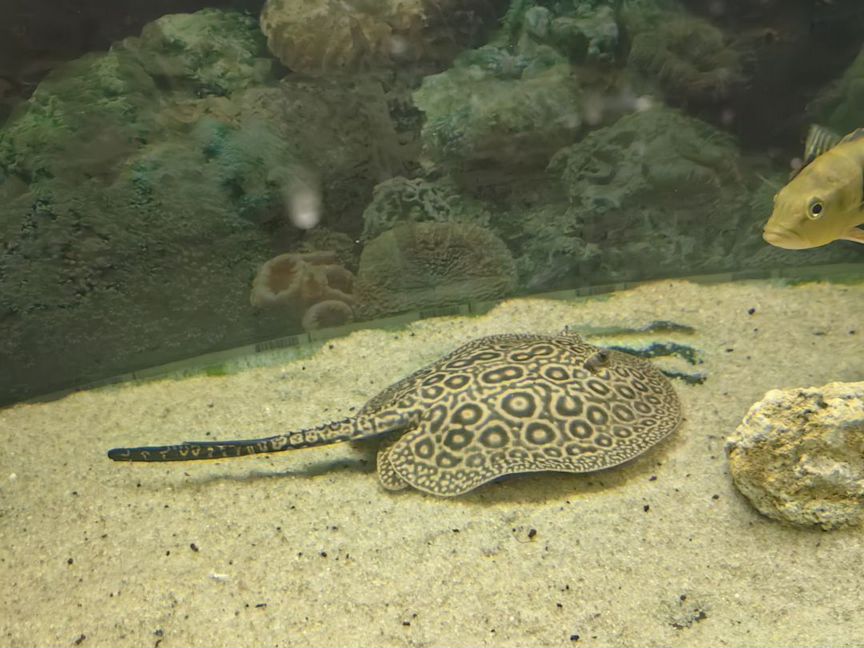 Жемчужный скат