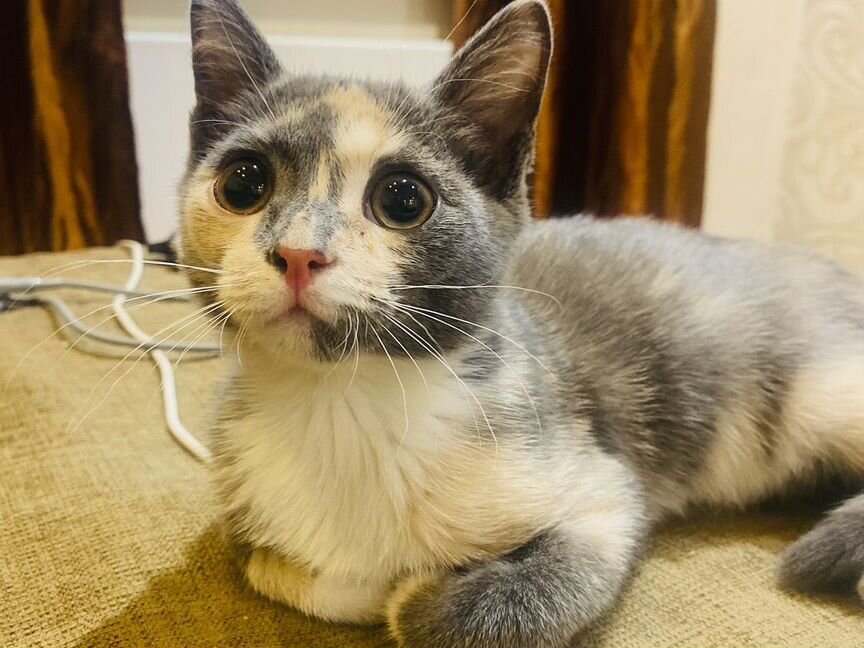 Веселый котенок девочка