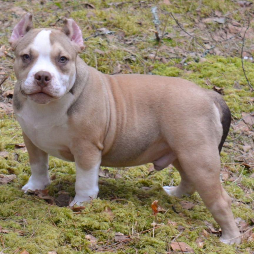 Американский булли мальчик