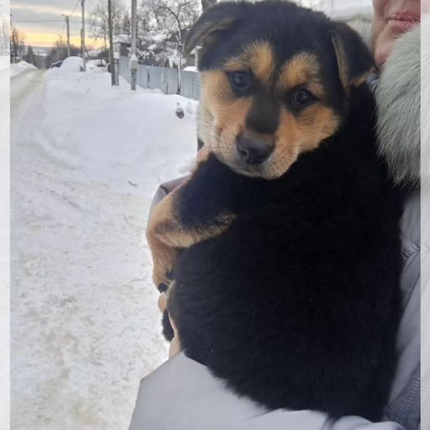 Щенок в добрые руки