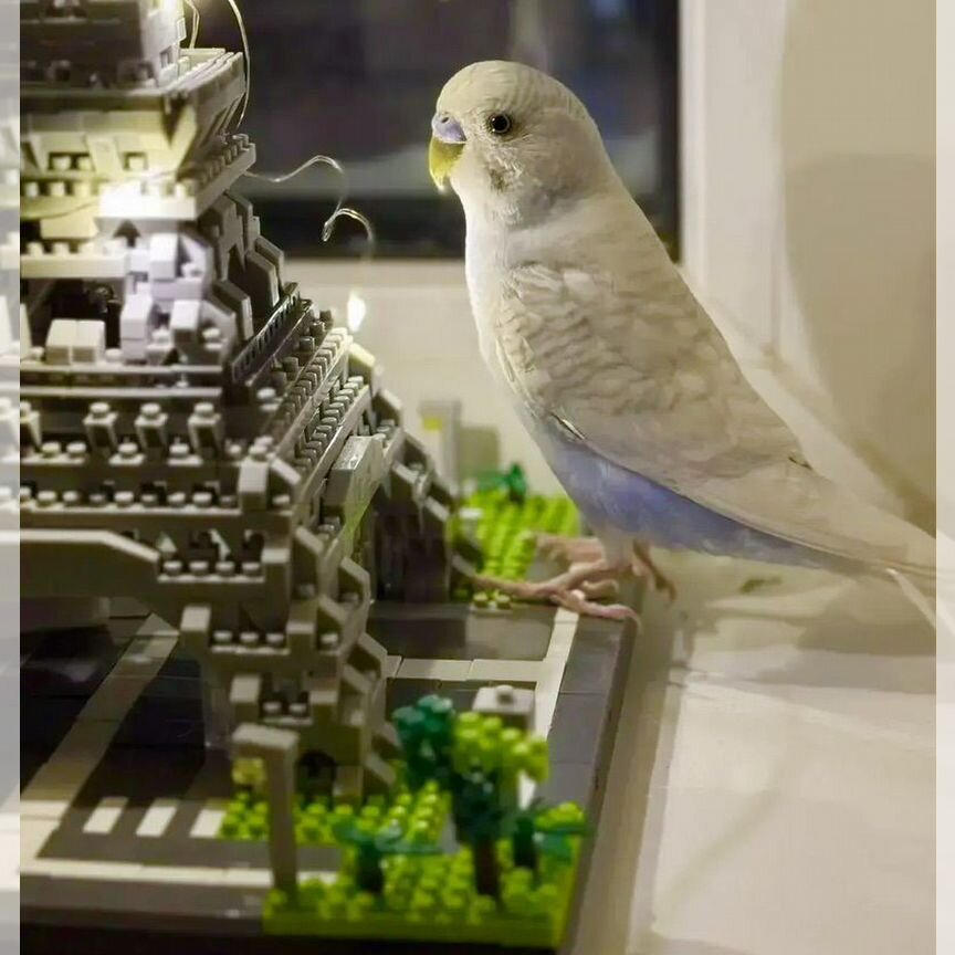 Волнистый попугай москва