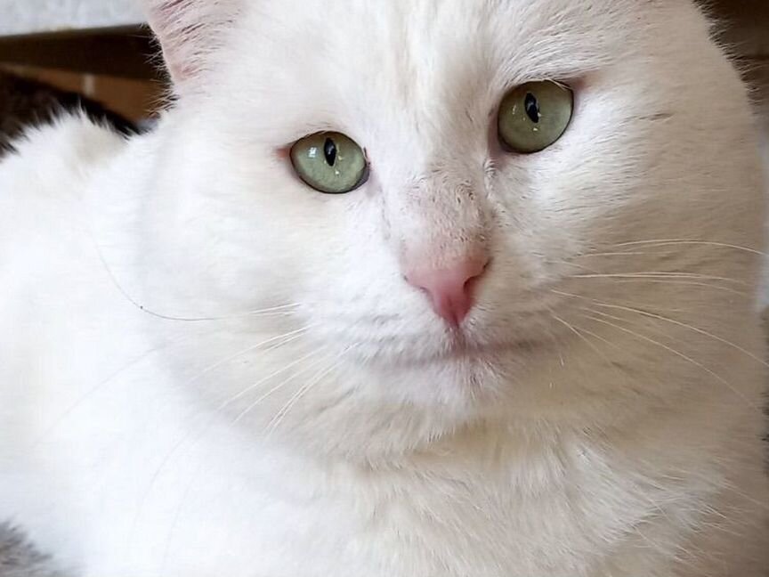 Кот