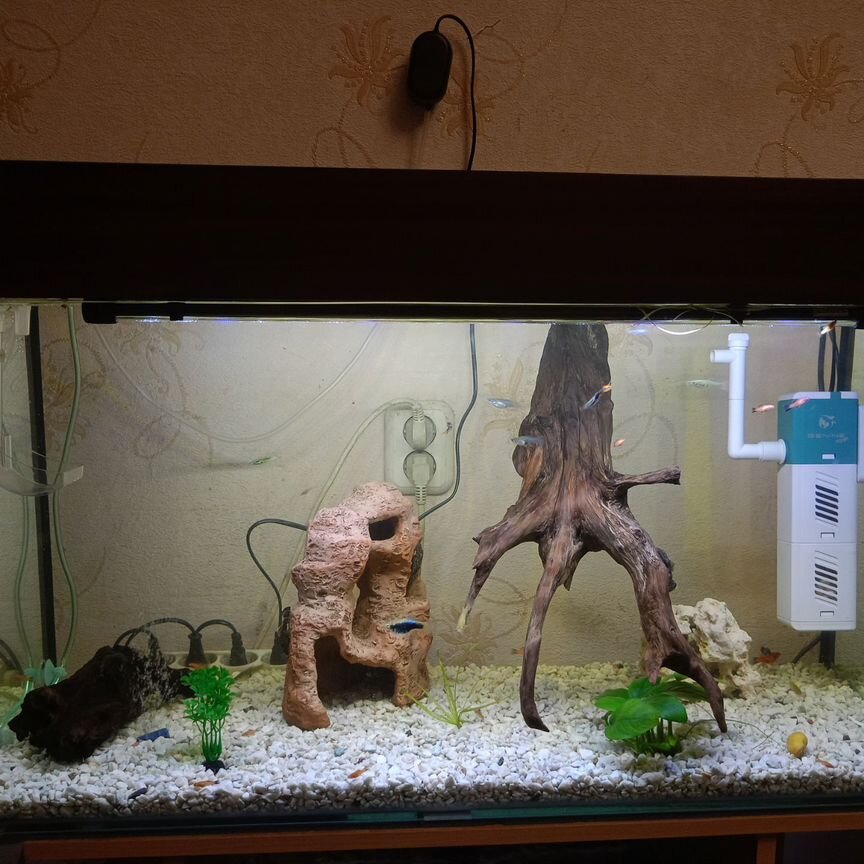 Аквариумные рыбки