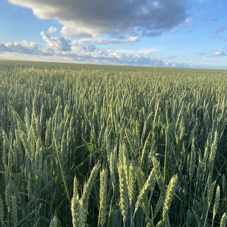 Продам пшеницу