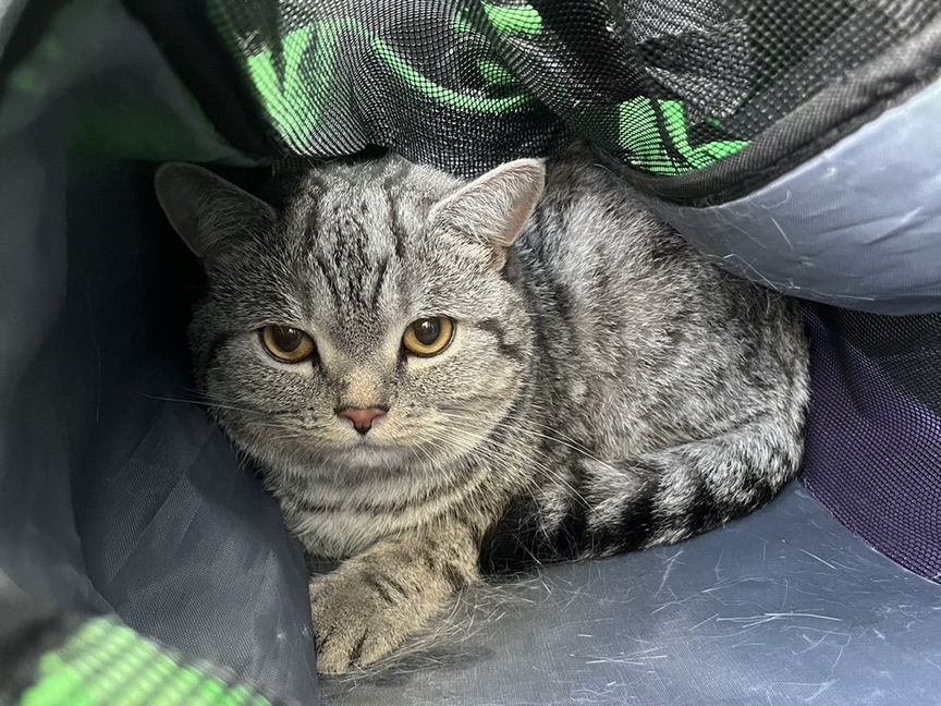Отдам кота в добрые руки