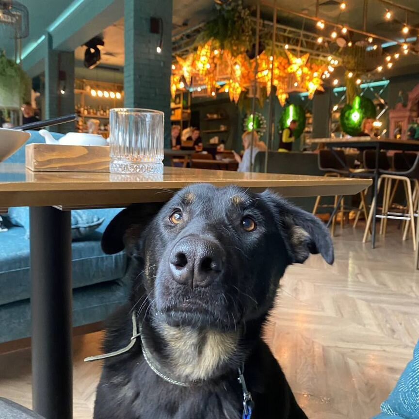 Роскошный чёрный немец овчарка в добрые руки