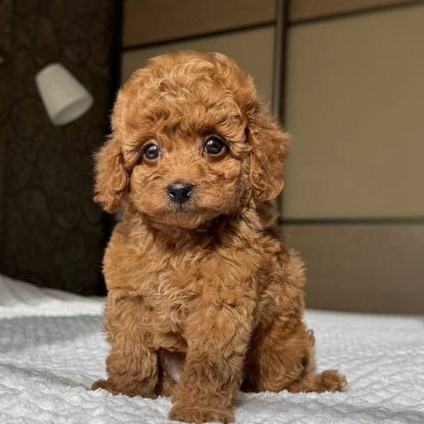 Той-пудель, щенок