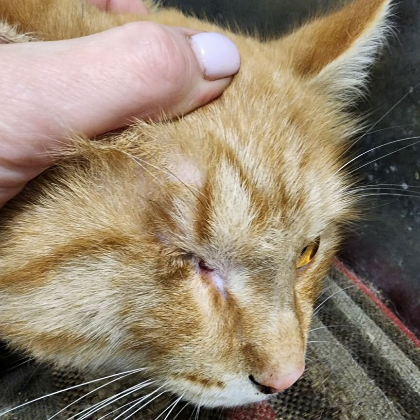 Одноглазый котик