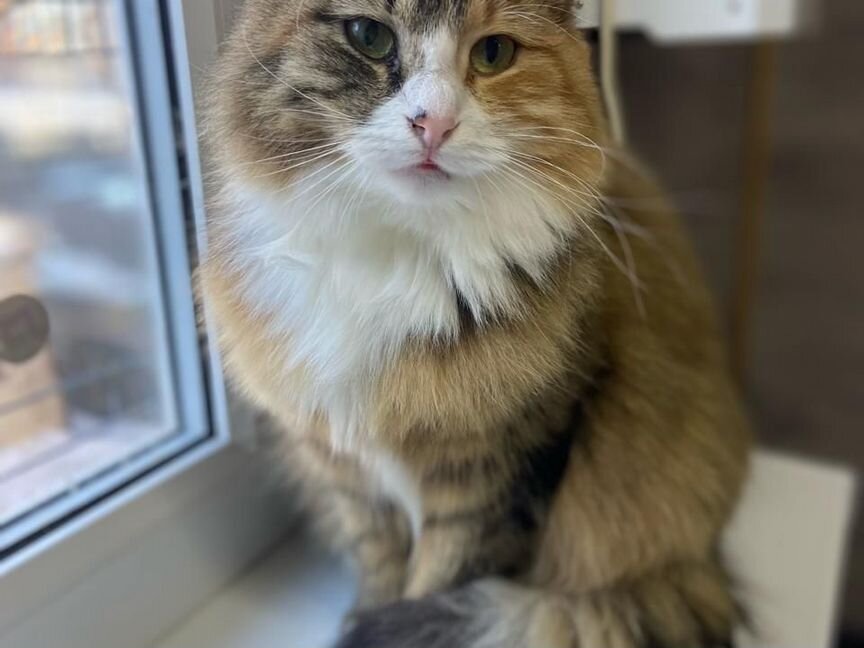 Кошка ищет дом