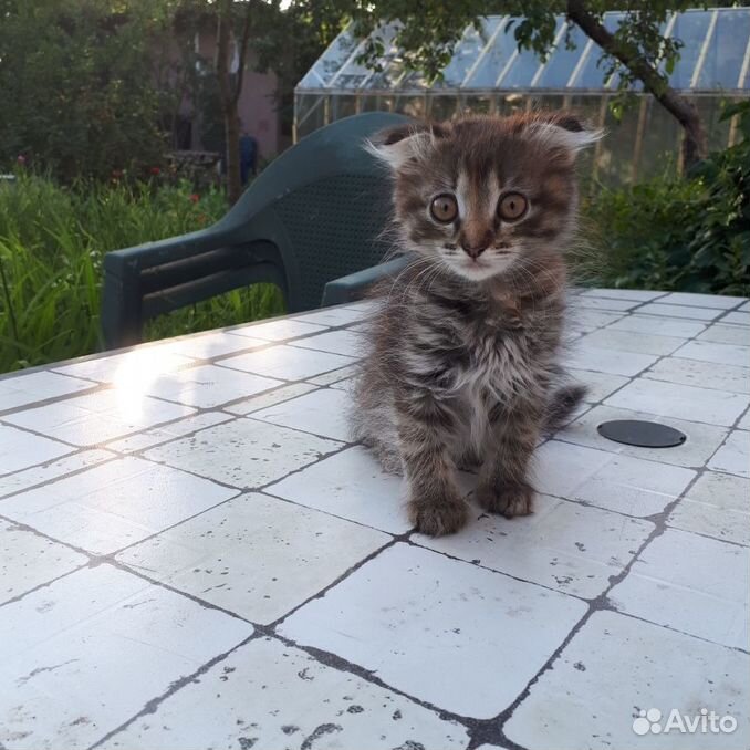 Отдам пушистую кошечку сибирского типа