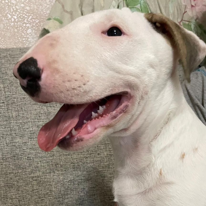 Бультерьер, стандарт, шикарная девочка 2.5 мес