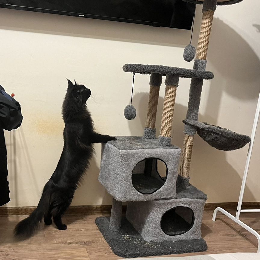 Мейн-кун, взрослая кошка