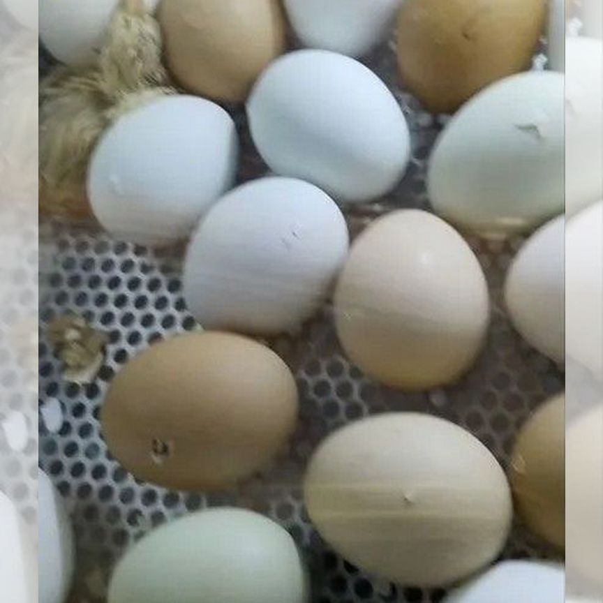 Выведу цыплят (инкубация)