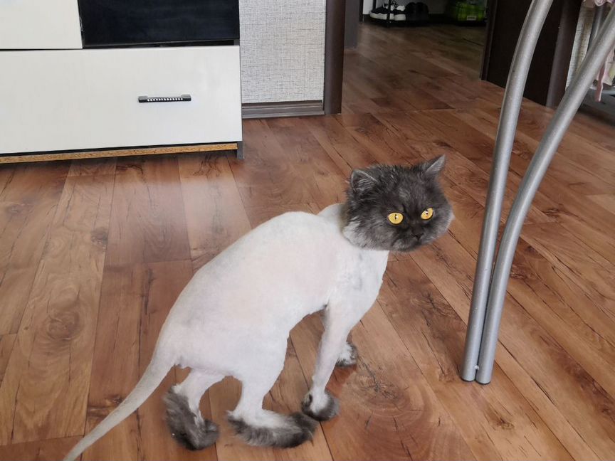 Отдам в добрые руки британскую кошку. Стриженая