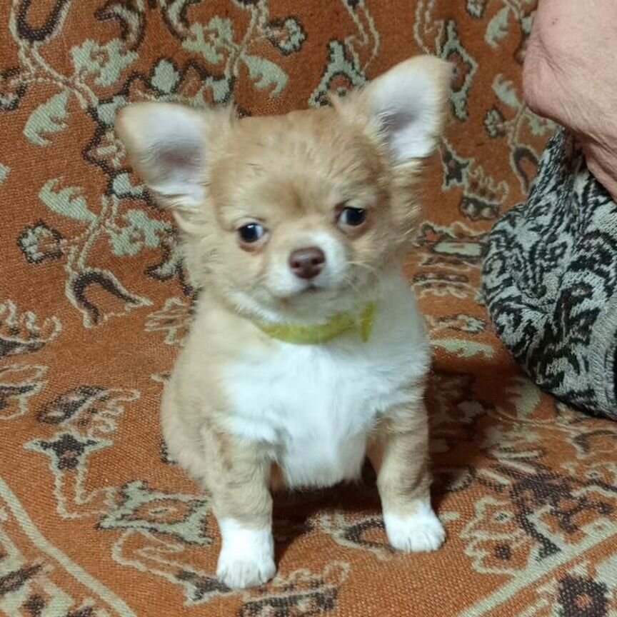 Чихуахуа, щенок