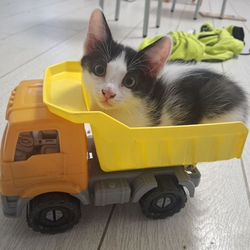 Котята в добрые руки, 2 месяца
